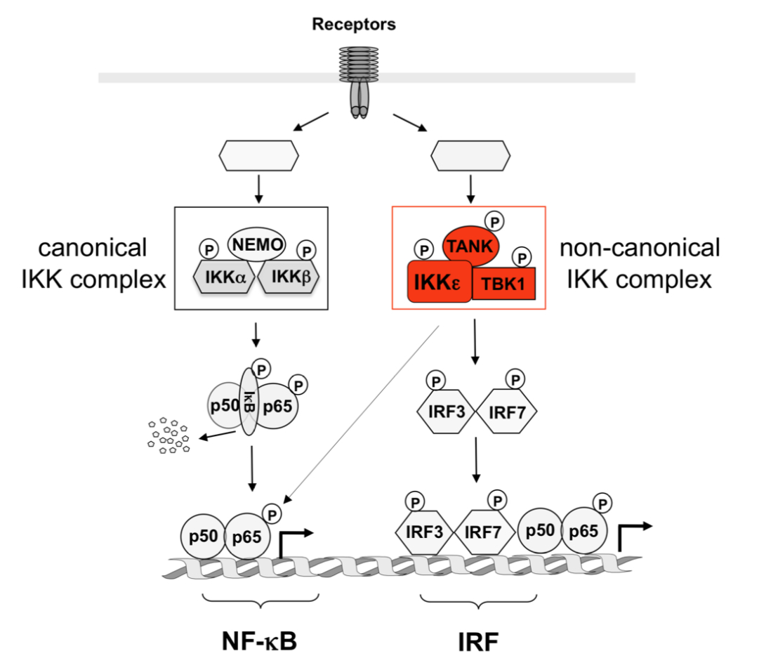 TP14: The role of the proinflammatory protein kinases IKKε and TBK1 for ...